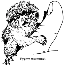 Skansen-Akvariet Webbshop